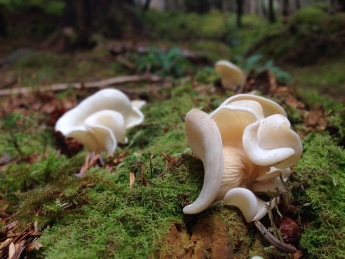angel wings fungus - Aigas Field Centre