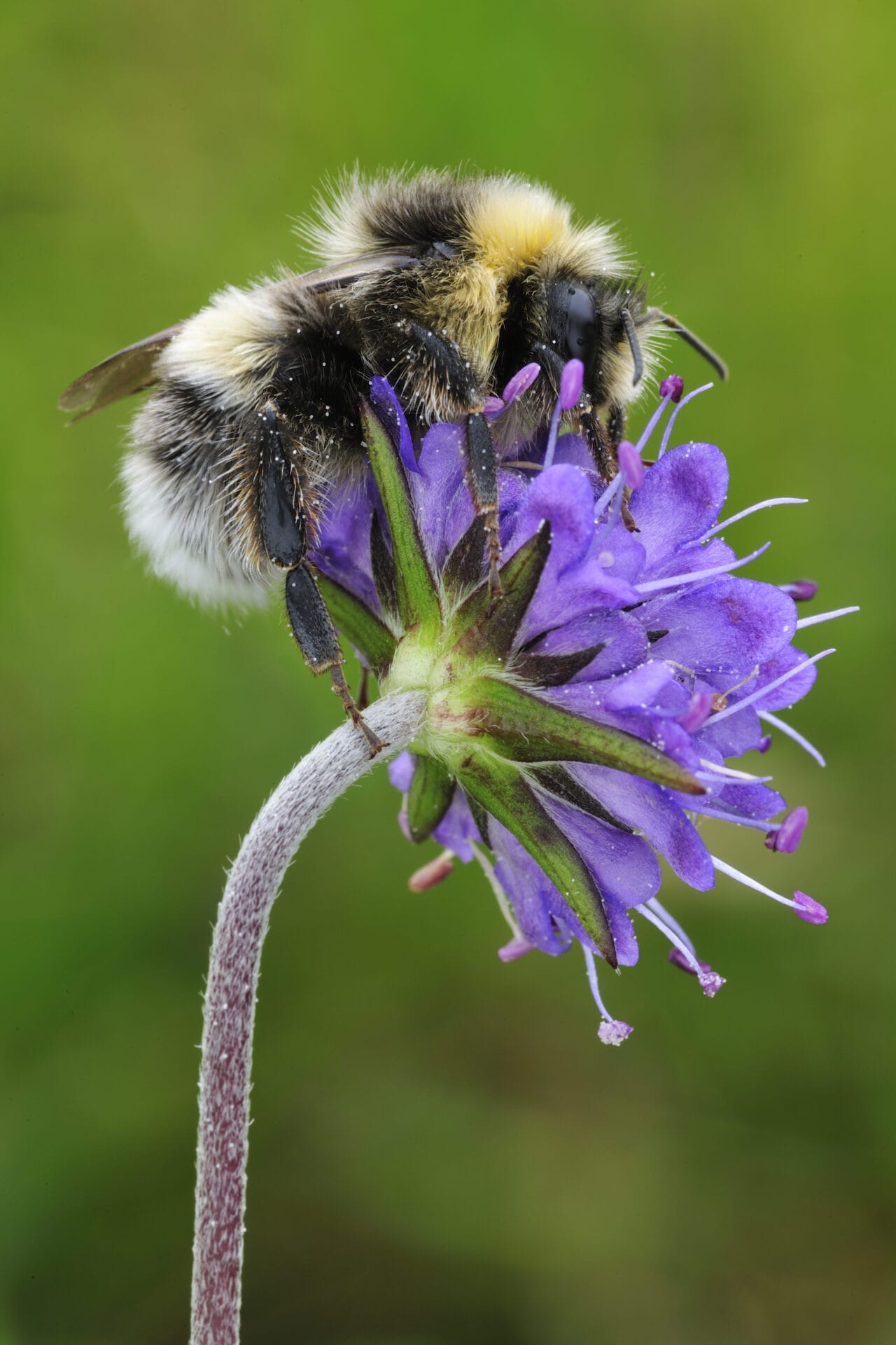 heath bumble bee 3089 L.Campbell - Aigas Field Centre
