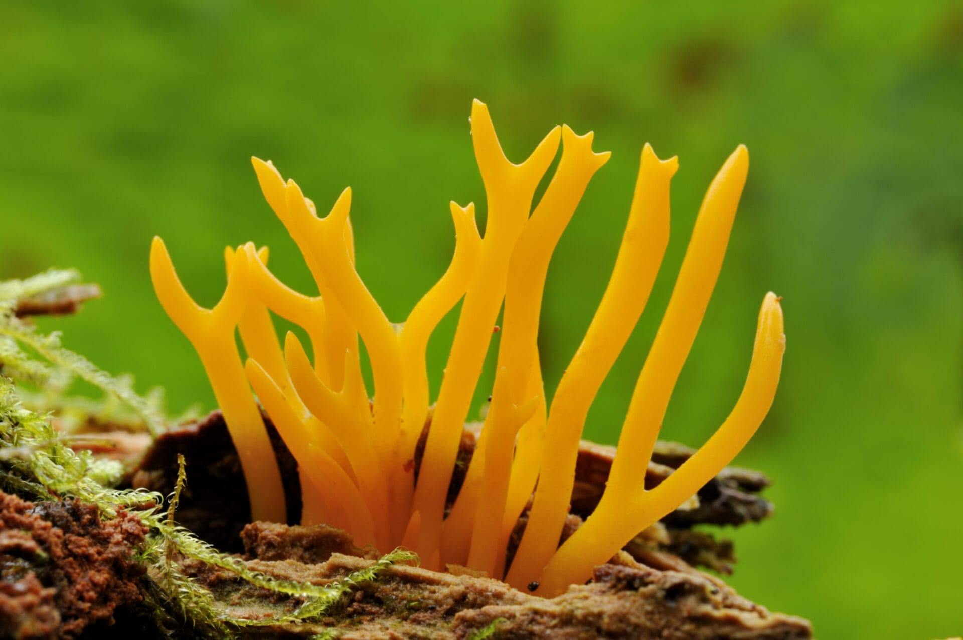 yellowantlerfungi4d - Aigas Field Centre