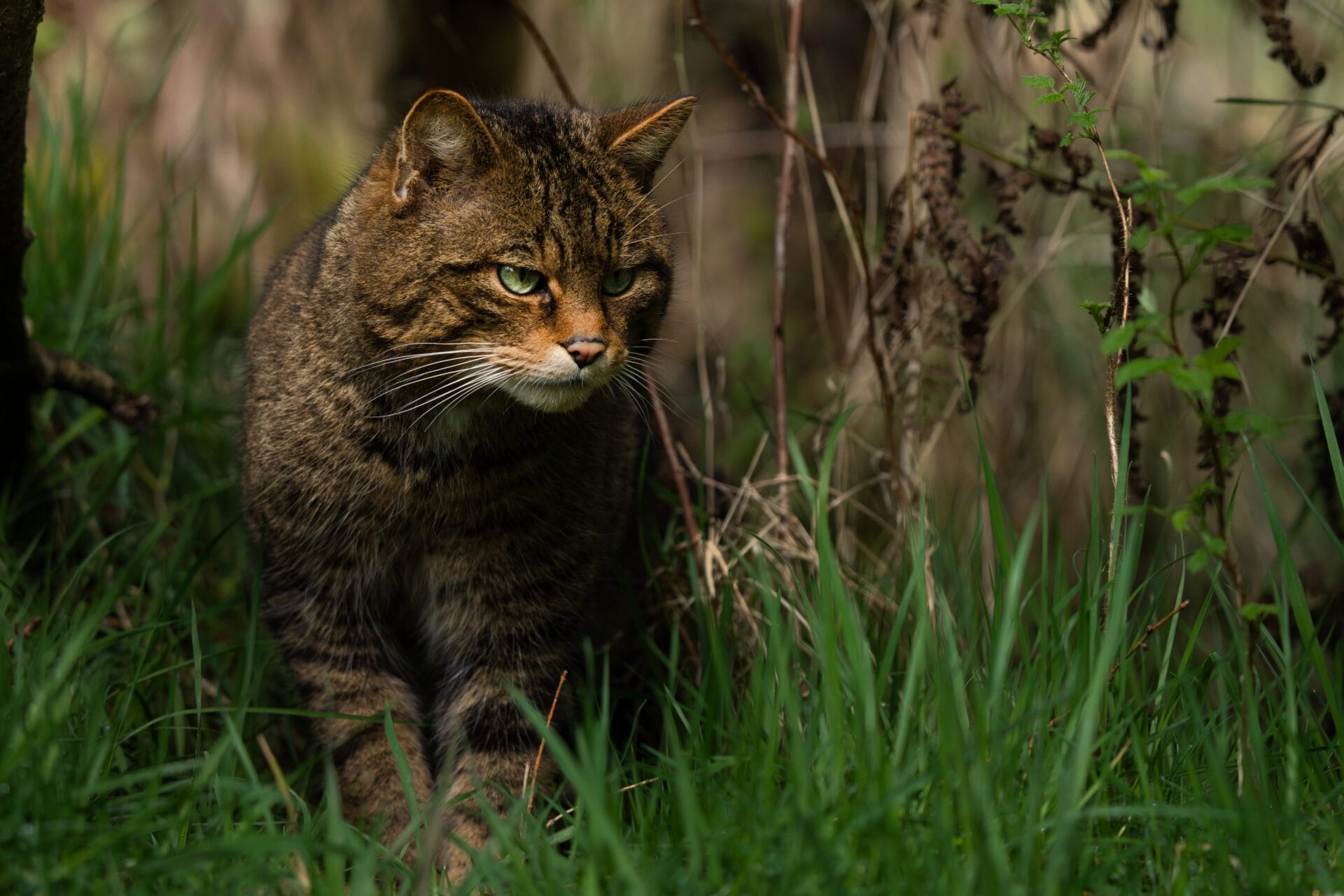 The Wildcat in Scotland - Aigas Field Centre