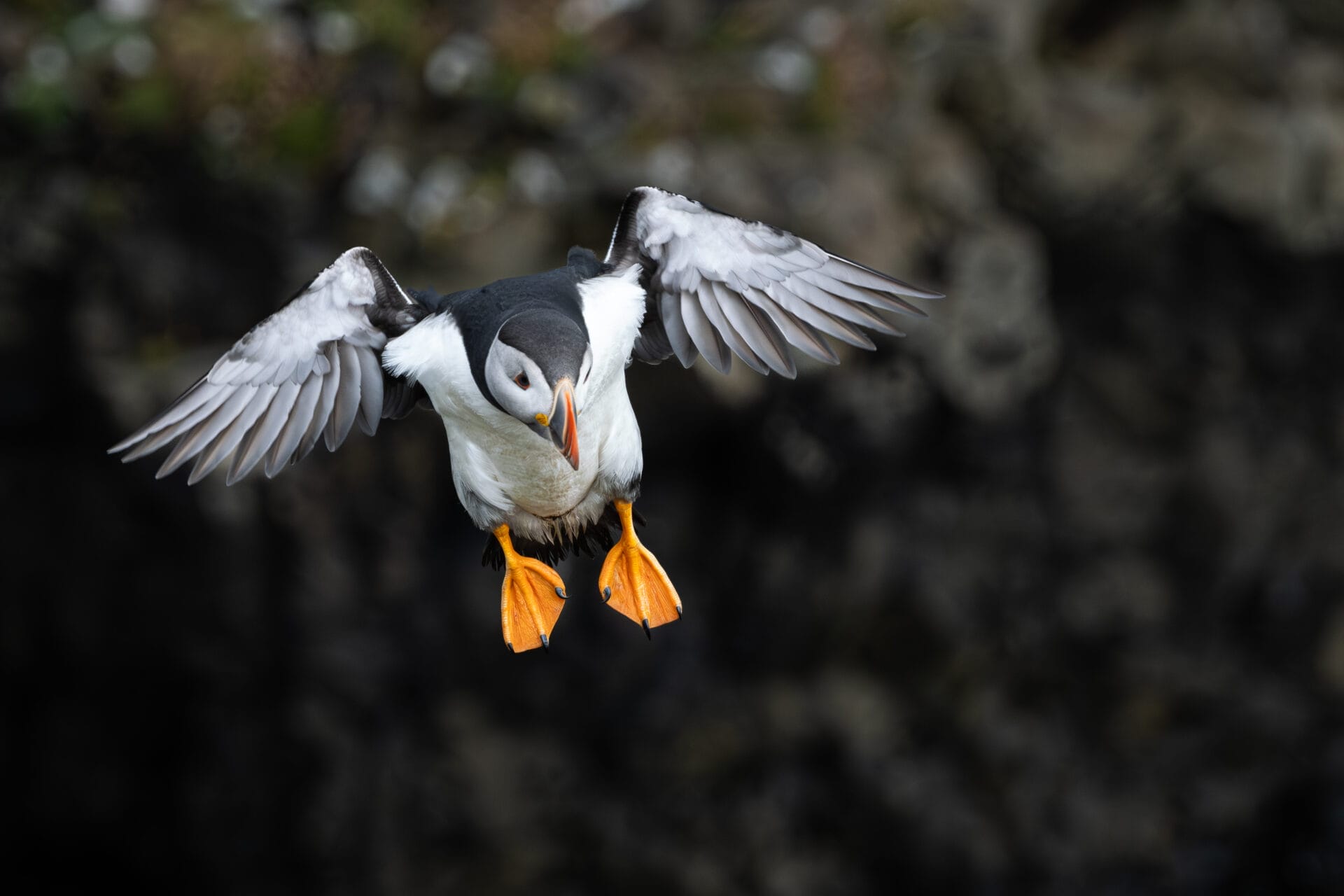 Puffin 1 - Jacob New - Aigas Field Centre